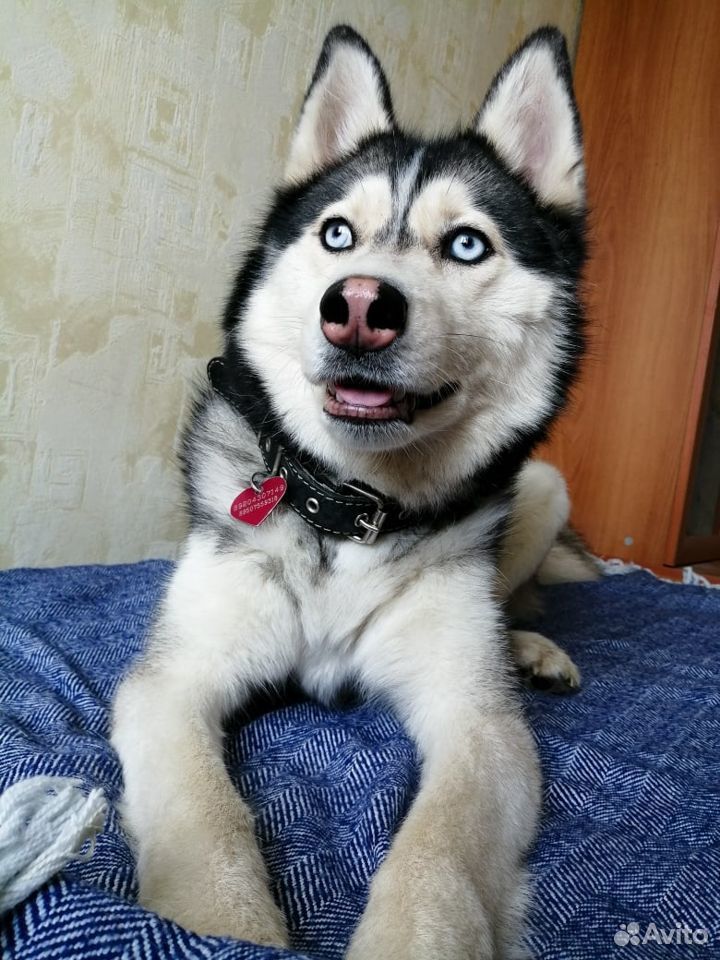 Прекрасная во всём Сандра