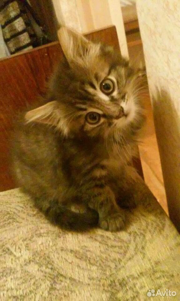 Котенок Тёма ищет семью