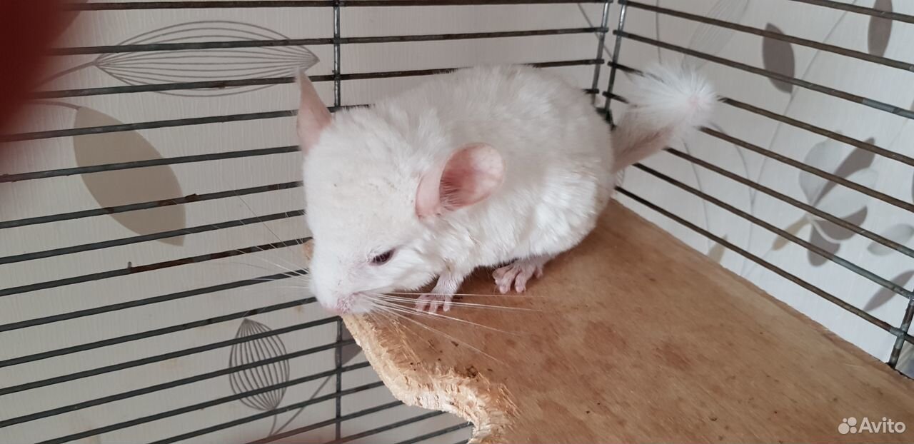 Шиншиллята-девочки, рождены 17.04.20