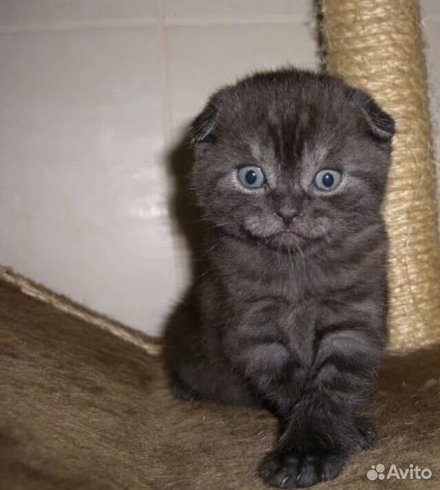 Котятки необычного окраса