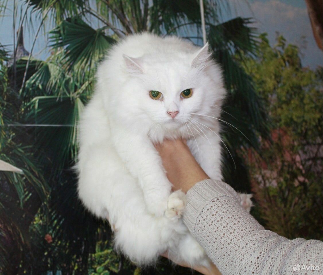Снежок и Даша