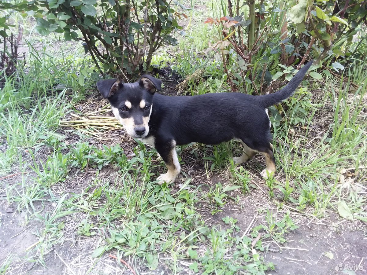 Подарю хорошего друга для Вас