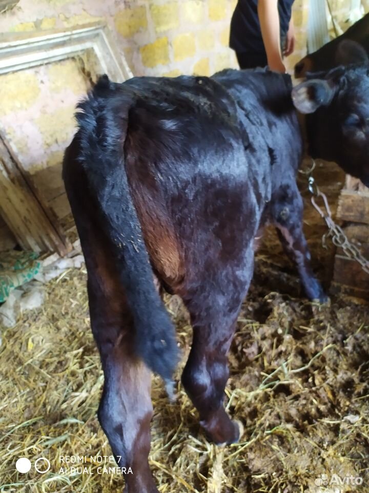 Продам бычка 1,5 месяца искусственного осеменения