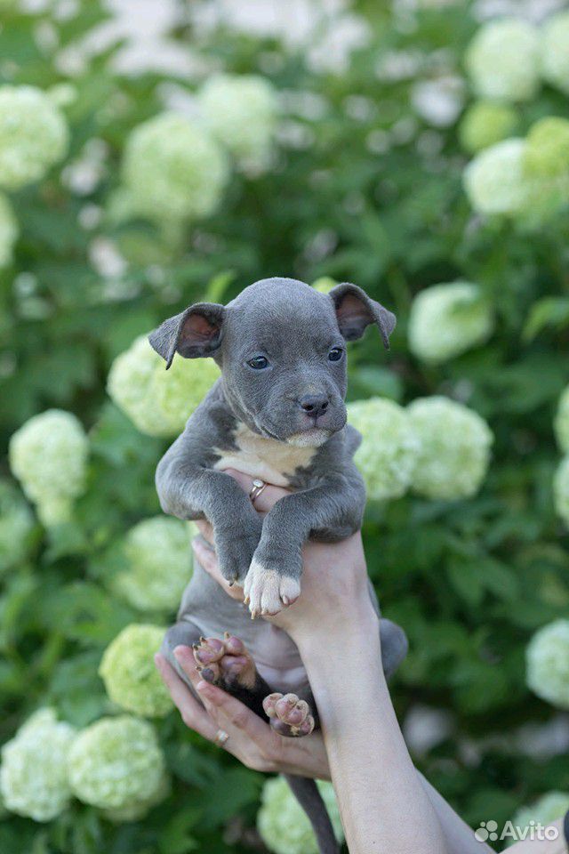 Малышка голубого окраса