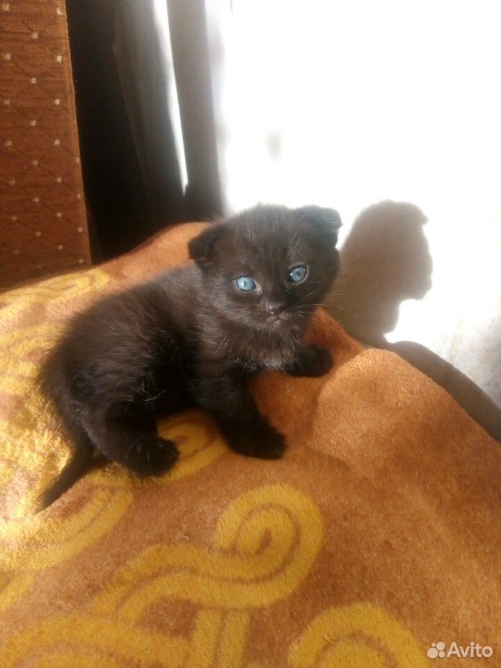 Шотланские котятки