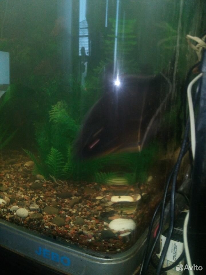 Золотая рыбка Чёрная комета