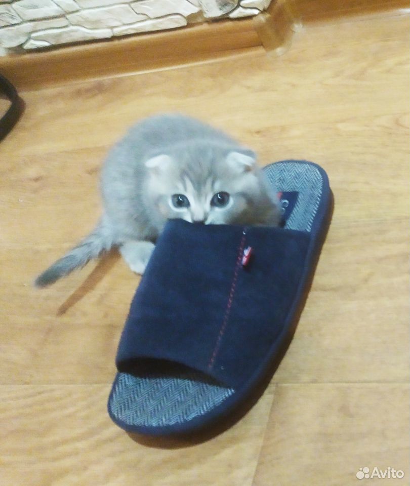 Кошечка скоттиш фолд