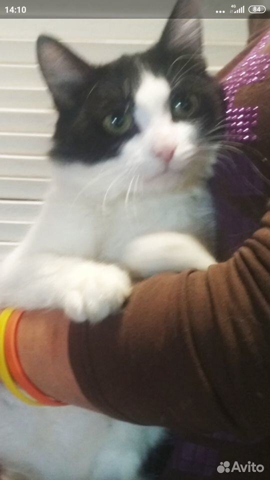 Котик Молодой Тимоша