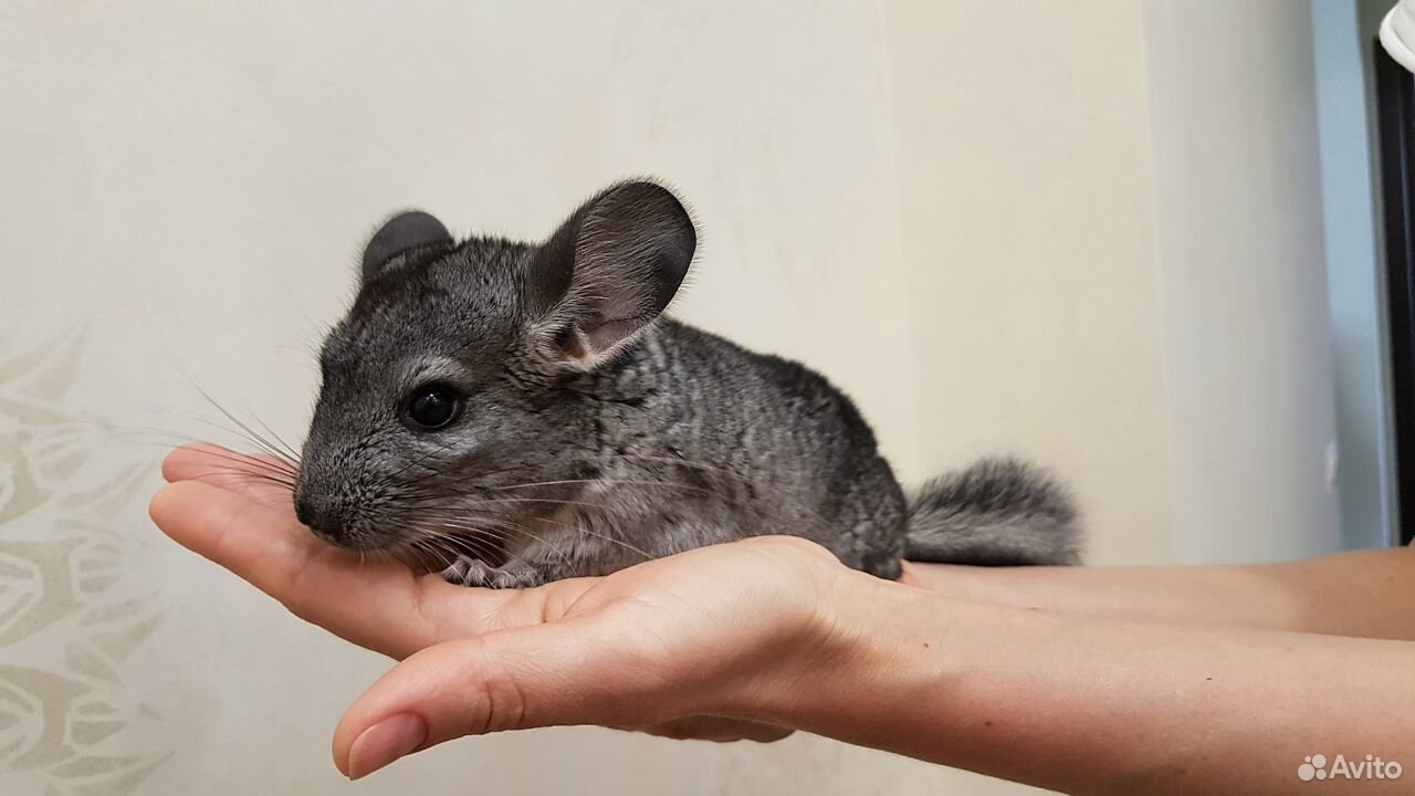 Шиншилла Зара