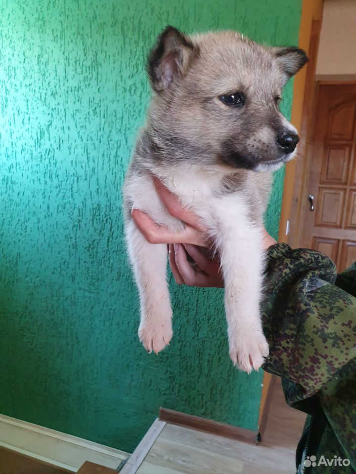Маленькие щенки, мелкие не крупные