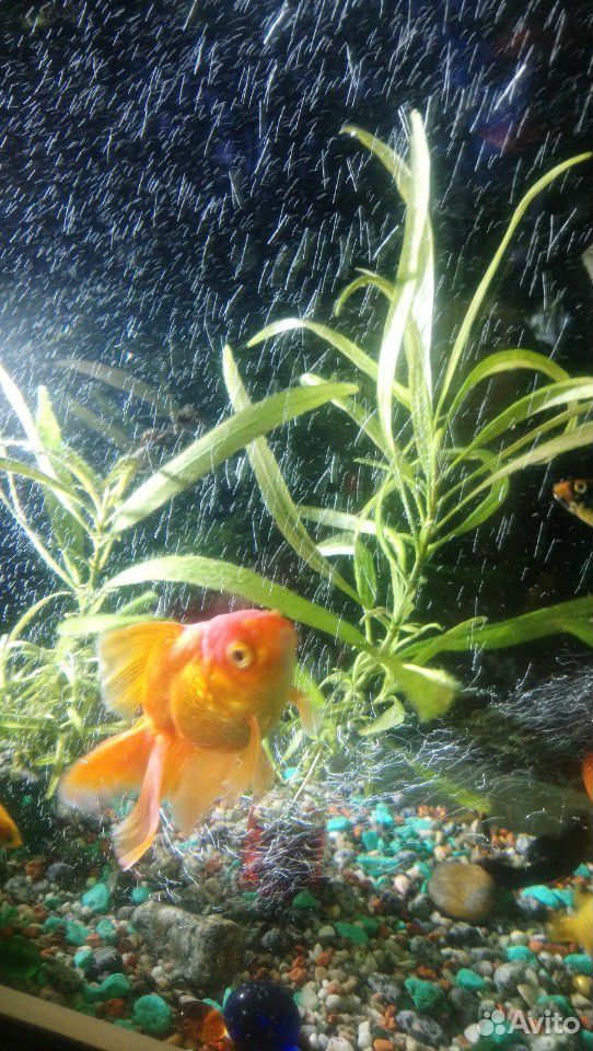 Рыбки золотые. обмен