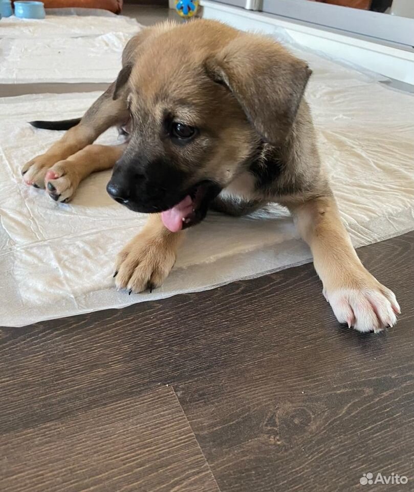 Плюшевый щенок - девочка Злата в добрые руки