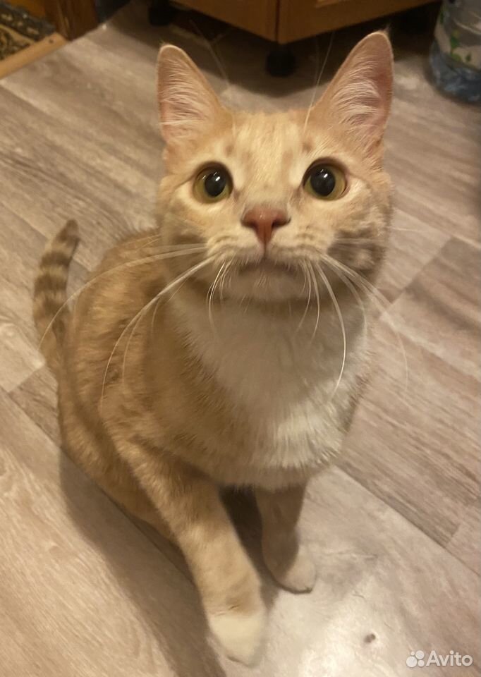 Прекрасные котики