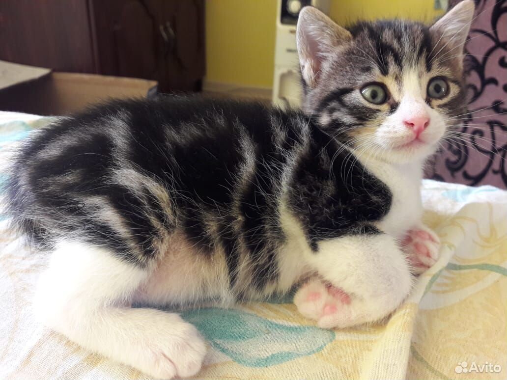 Очаровательные и умные котята