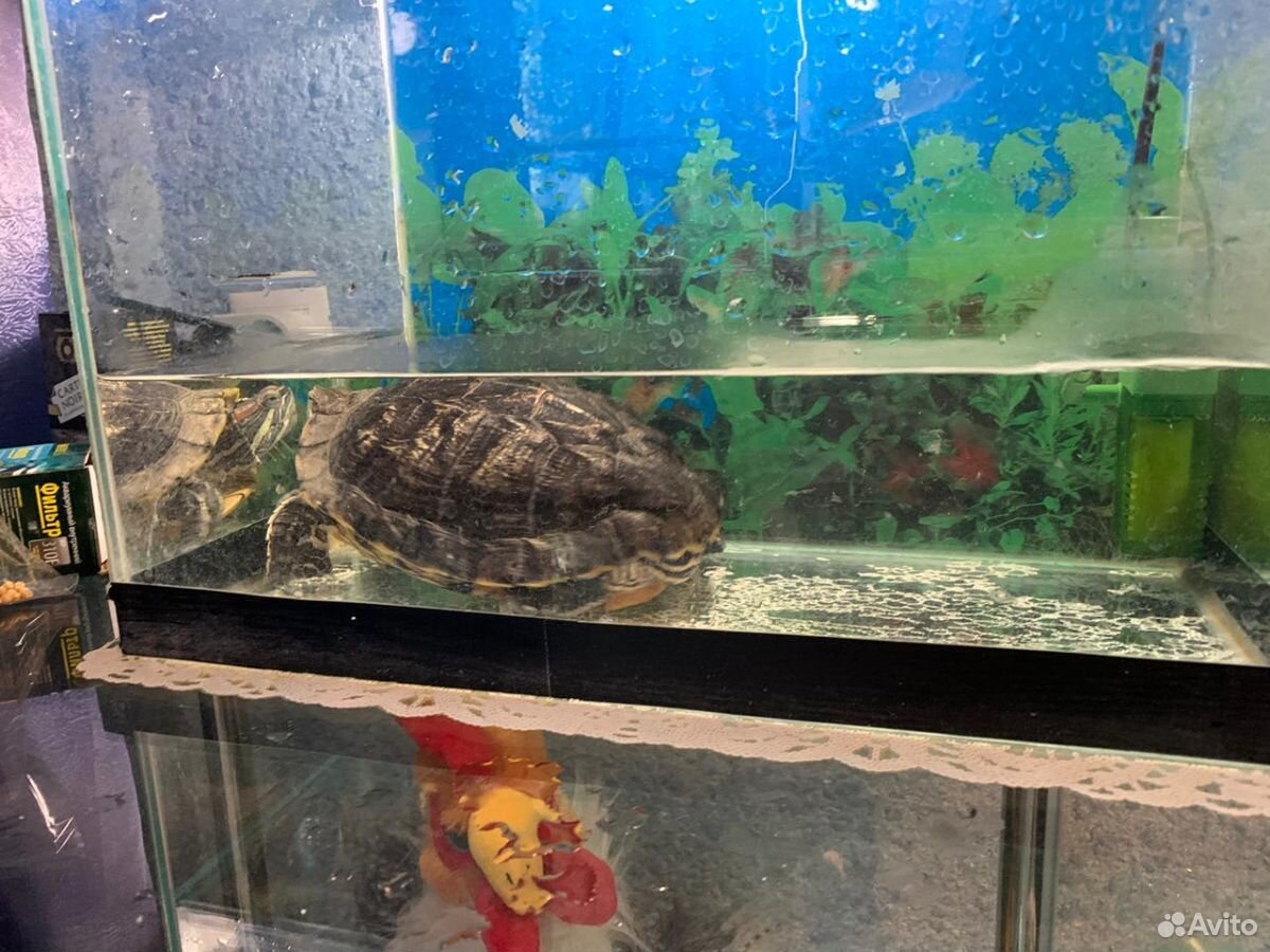 Черепаха водоплавающая