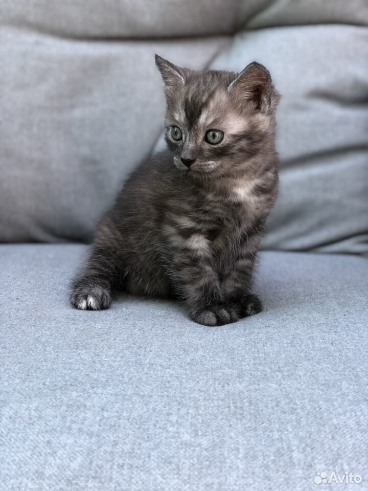 Отдам кота