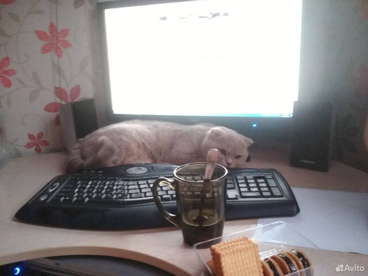 Кошка веслоухоя