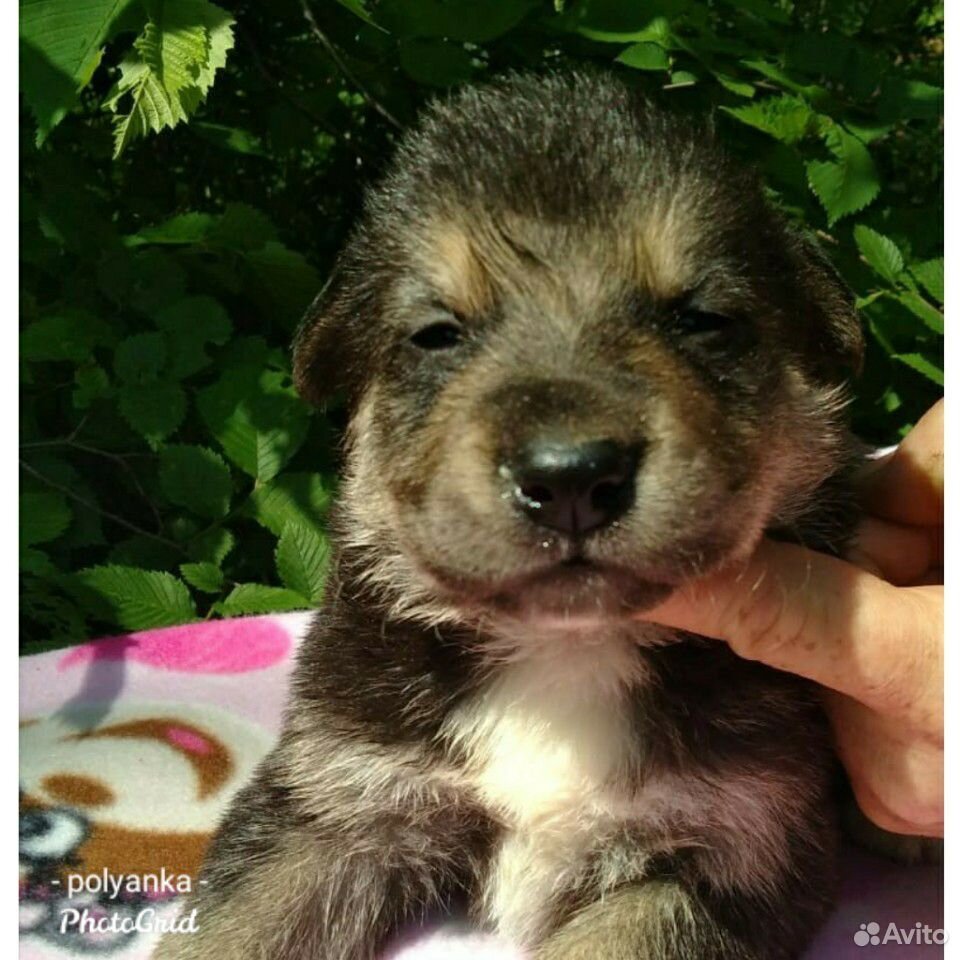 Щеночек Лара ищет семью