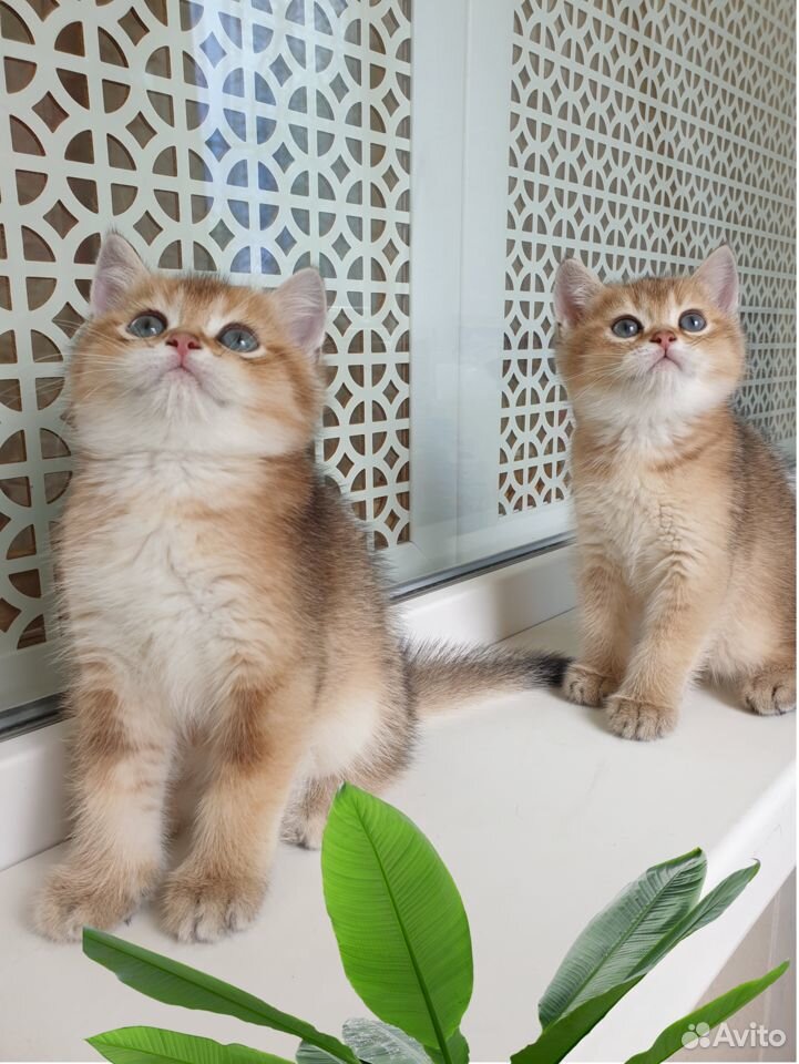 Достойные породные котята