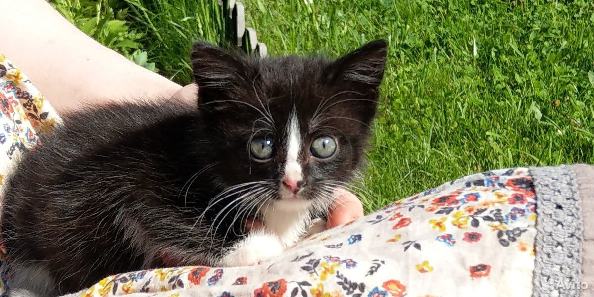 Кошка котенок девочка