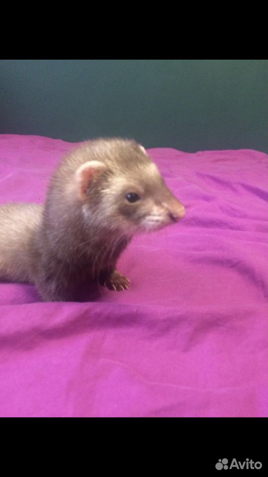 Хорёк с клеткой