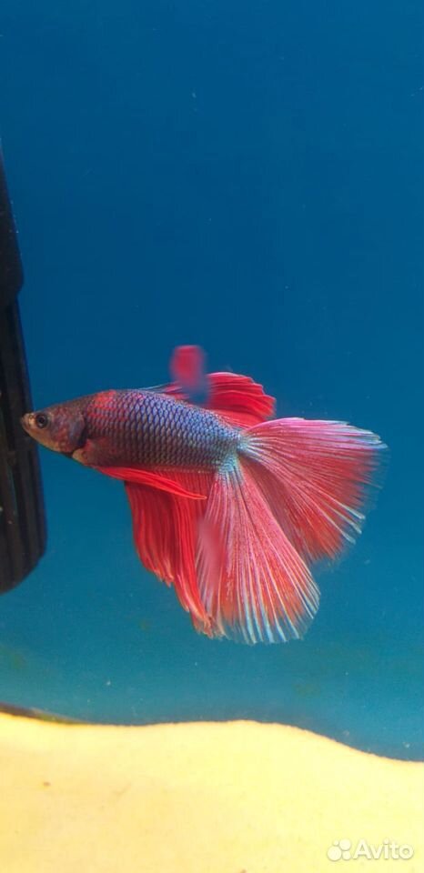 Рыбка петушок лотос