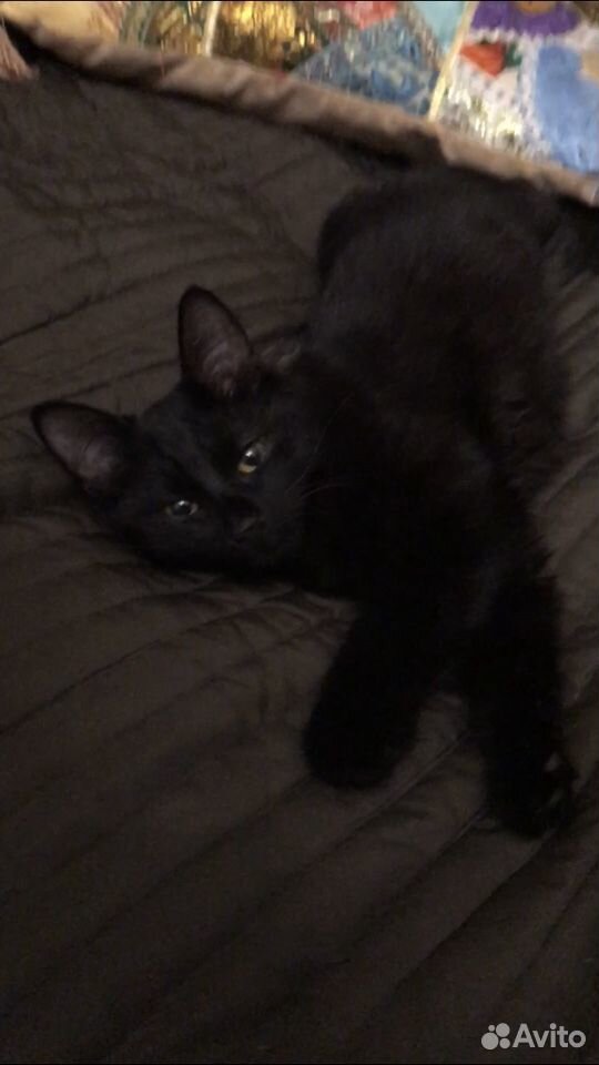 Кот подросток в хорошие руки