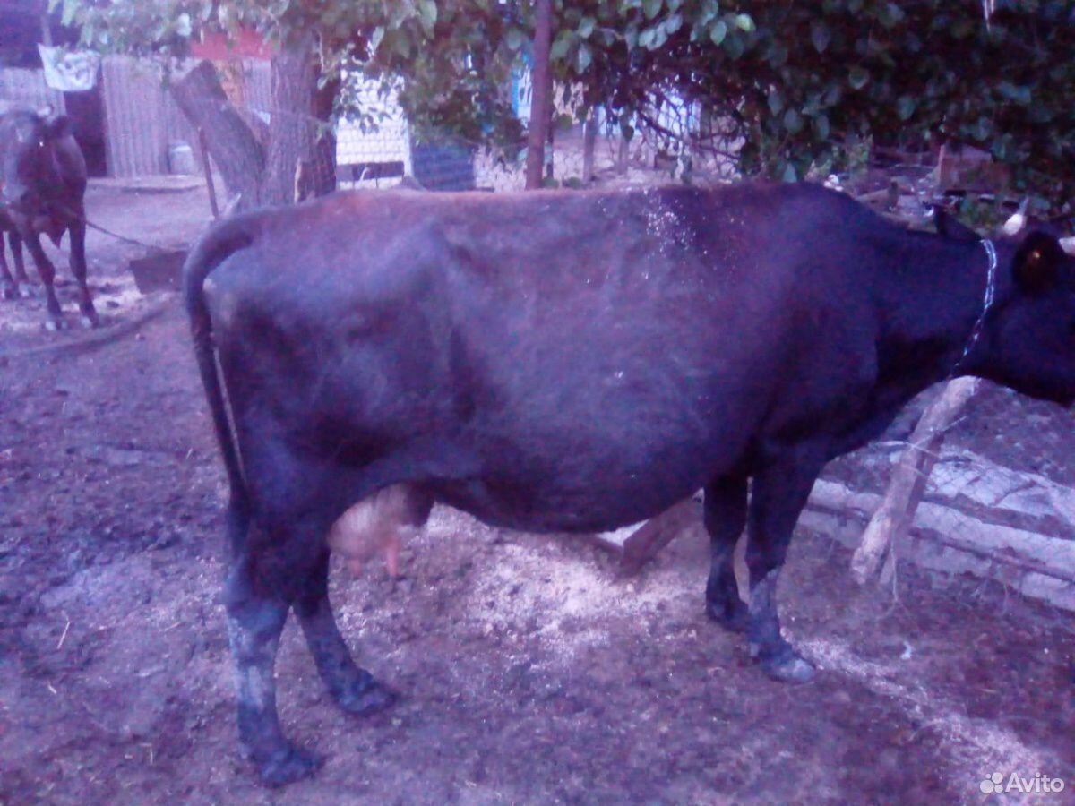 Продажа коров