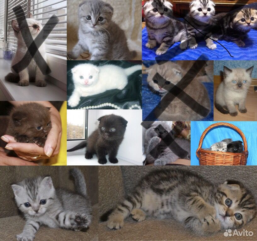 Котята разных окрасов