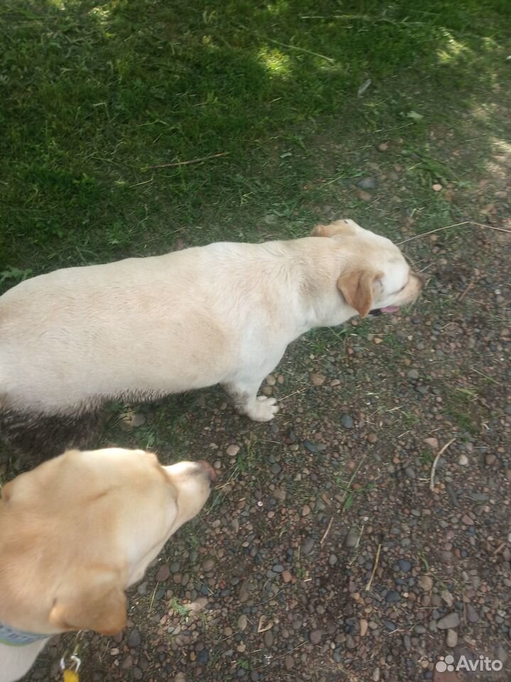 Найден лабрадор