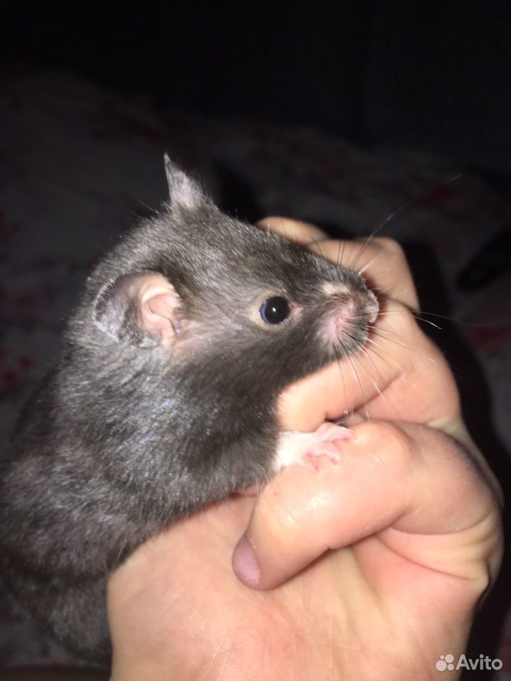 Сирийский хомяк