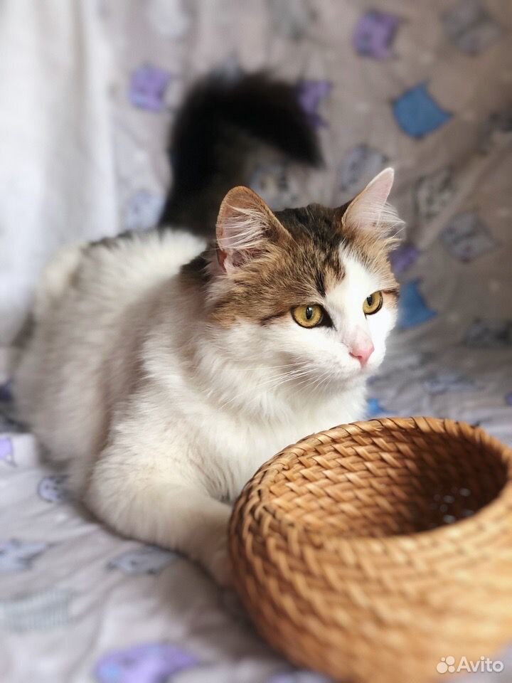 Краса Глаша-ласковая,разговорчивая,уютная кошечка