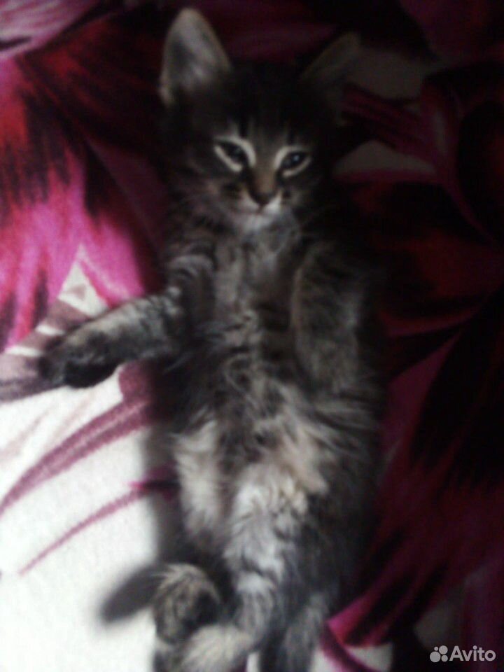 Котята