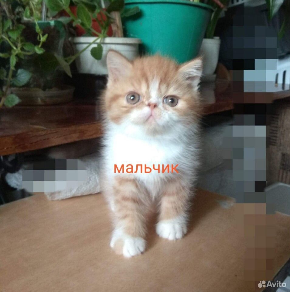 Экзотическая