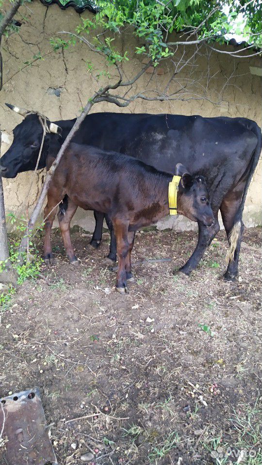 Корова и телка