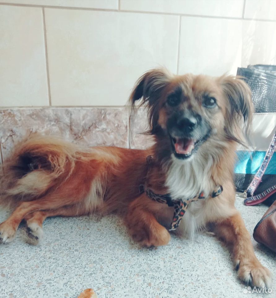 Хрюша, 3 года, 25 см