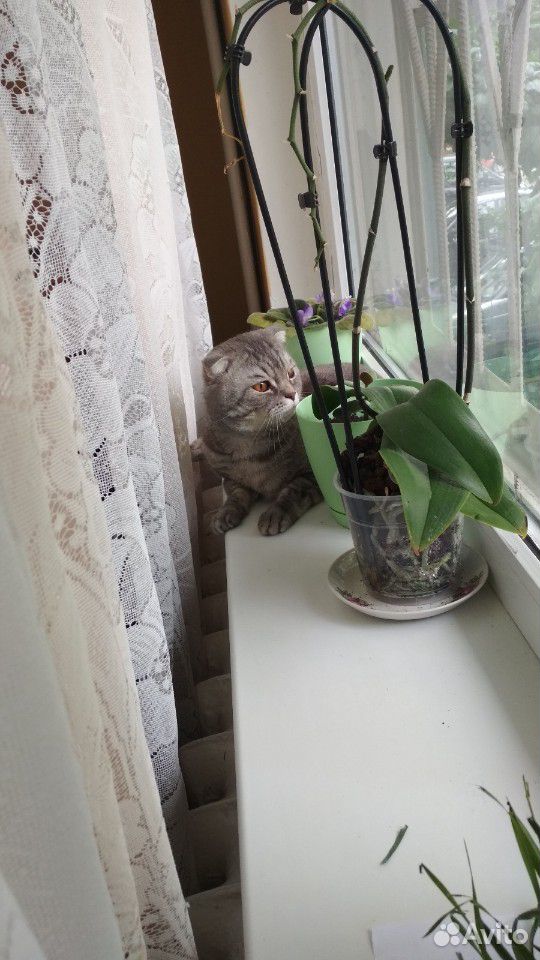 Отдам кота бесплатно шотладец