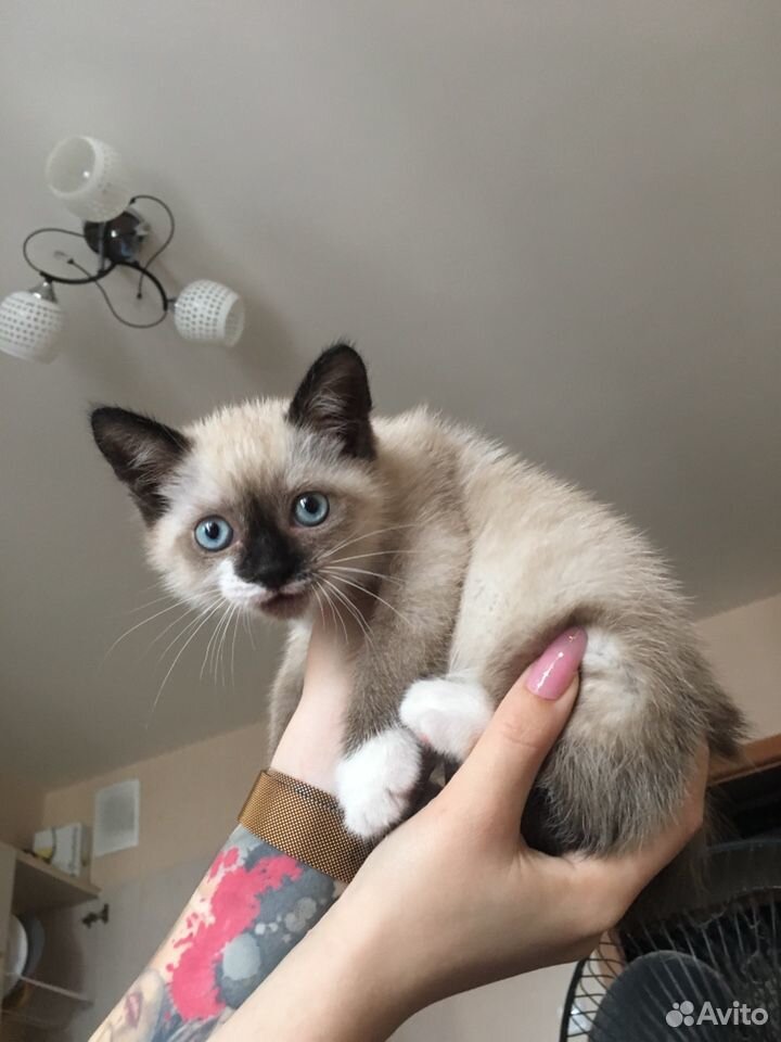 Отдам котёнка