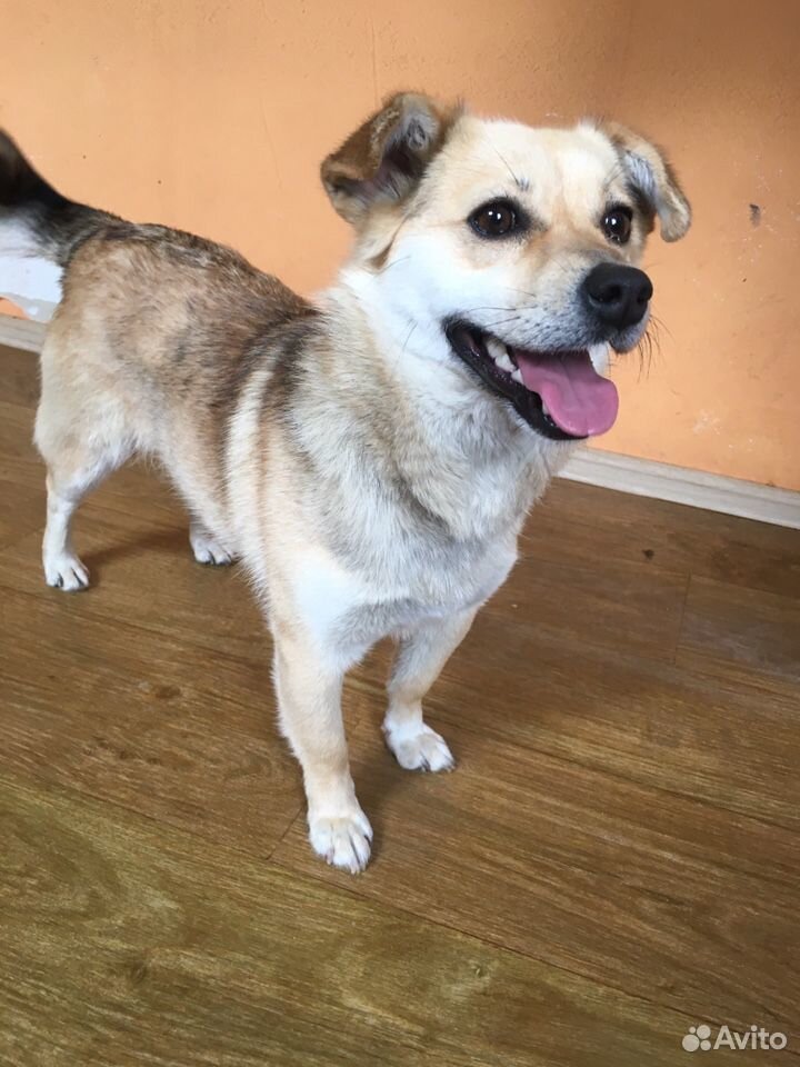 Миниатюрная собака Муха в добрые руки