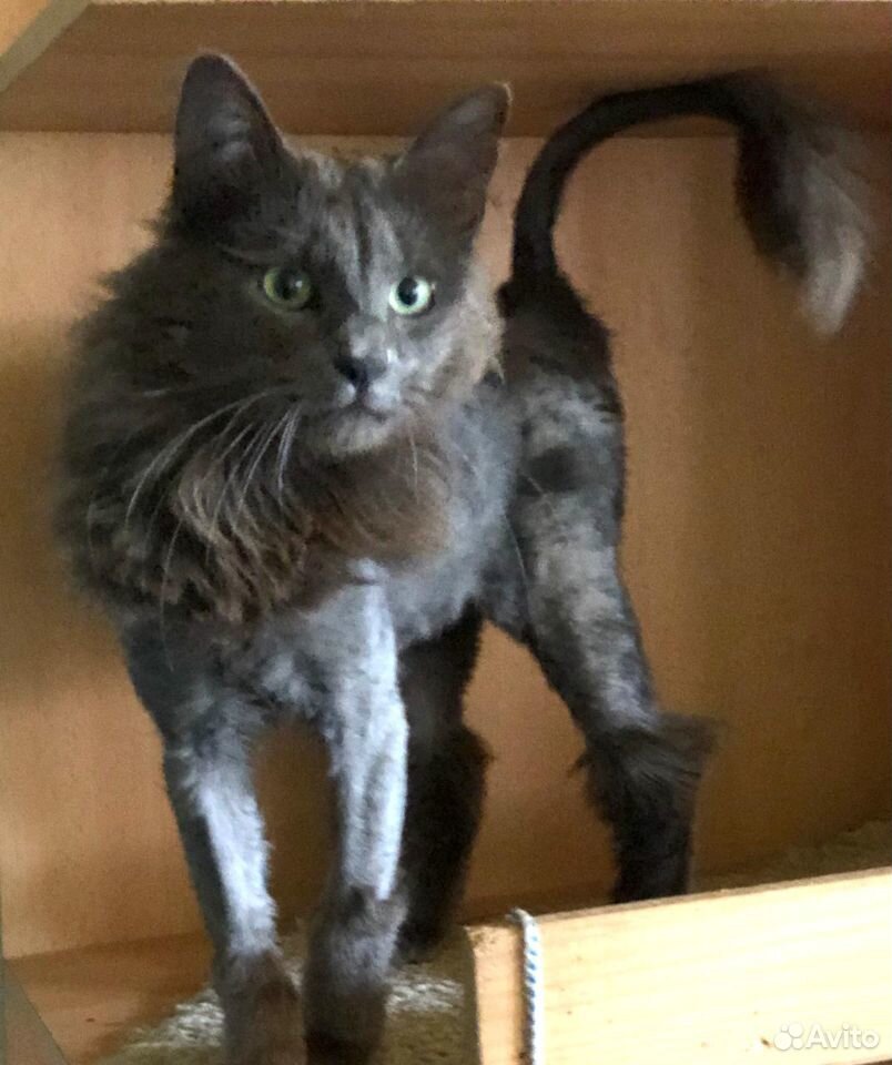 Шикарный котик в добрые руки
