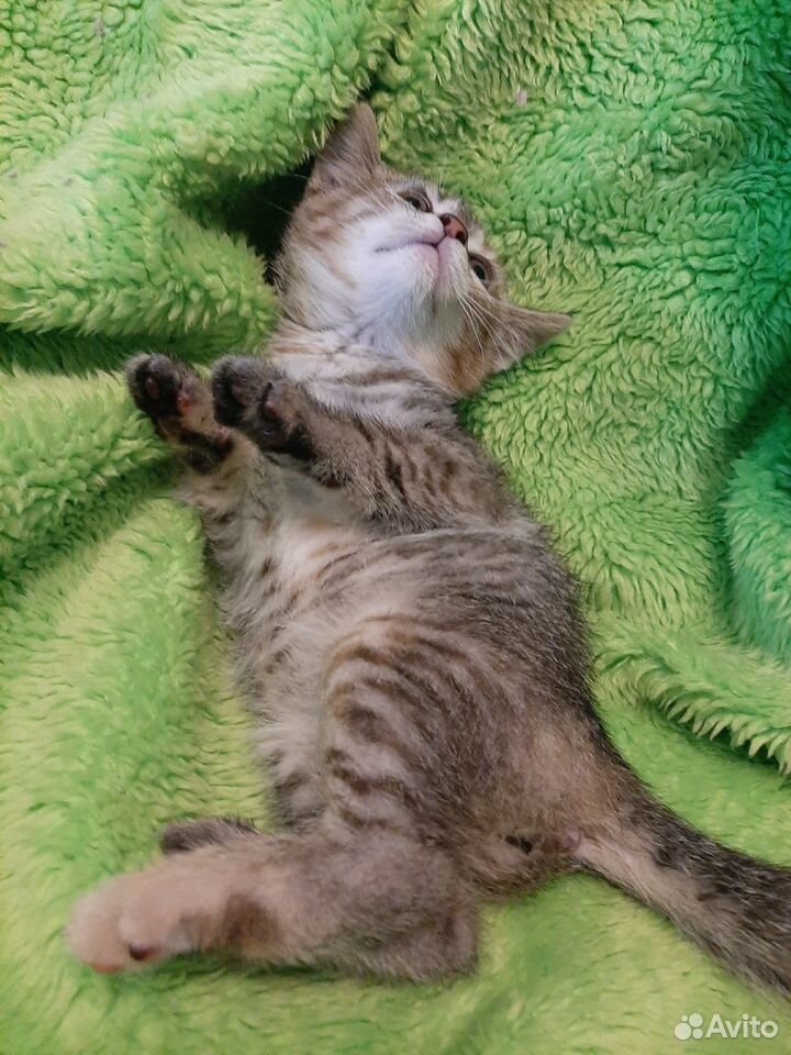 Нежная тигруля 2 мес бесплатно для Вас