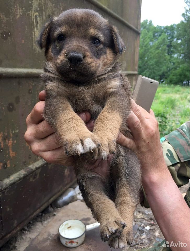 Щенки бутузики ищут дом