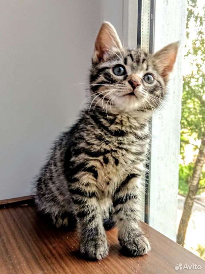 Сплошное очарование