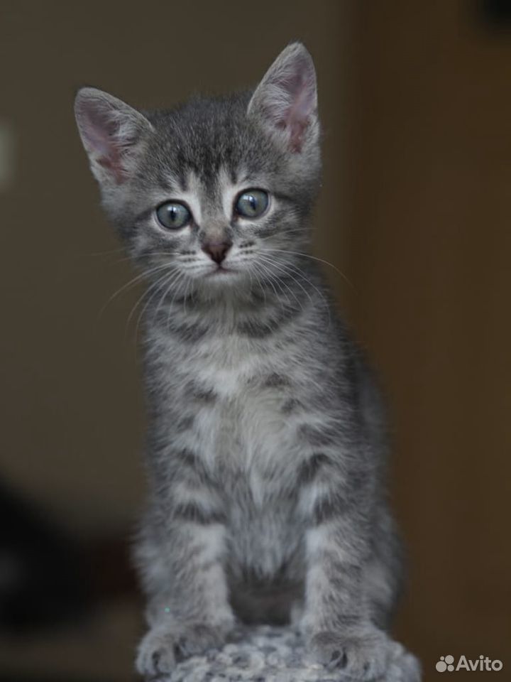 Котенок в дар 1,5 мес девочка и мальчик