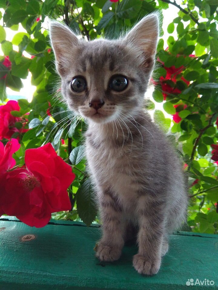 Брошенный малыш-котик ищет преданных хозяев