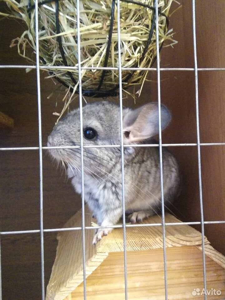 Продаю шиншилл (девочки)