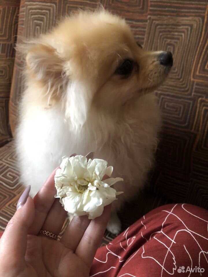 Шпиц (мальчик) на вязку