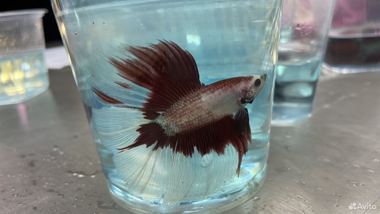 Петушок двойной хвост красный коралл белохвостый