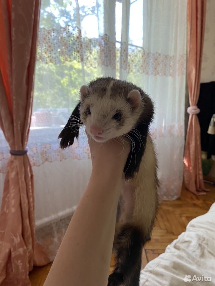 Хорек