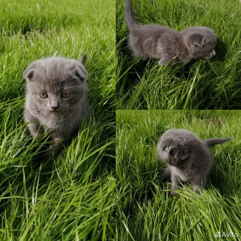 Шотландская